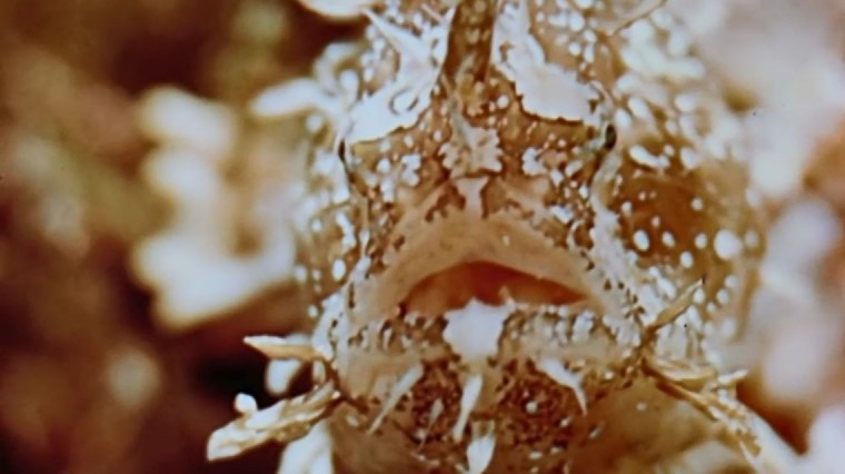 Zaat (aka The Blood Waters of Dr. Z, 1971)